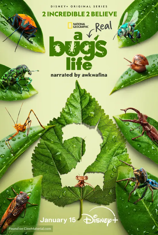 "A Real Bug's Life" (2024) movie poster
