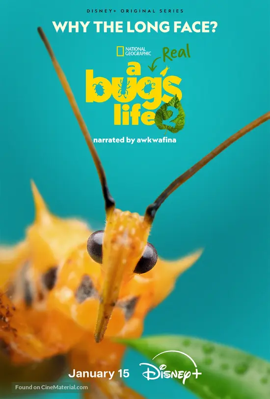"A Real Bug's Life" (2024) movie poster